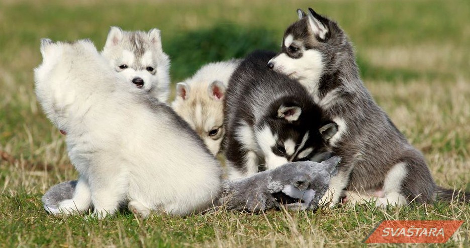 Sibirski haski i samojed stenci na prodaju