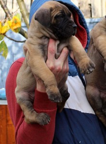 Stenci presa canario sampionskog porekla