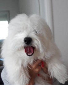 Coton de tulear