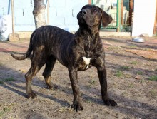 Prvobirano zensko stene presa canario