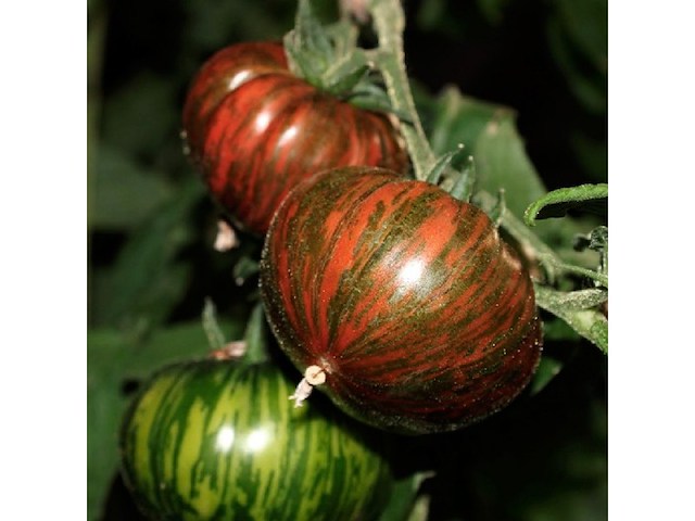 Seme paradajza Chocolade Stripes