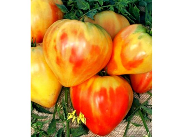 Seme paradajza Striped of Hearts