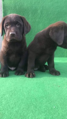 Labrador retriver štenci