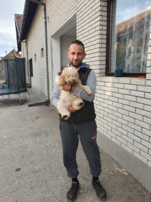 Lagotto romagnolo štenci