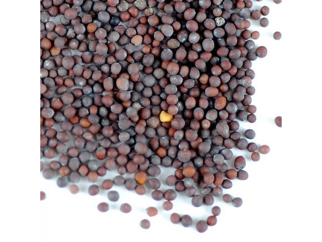 Slačica crna (Brassica nigra), 2g, ( preko 400 semenki)