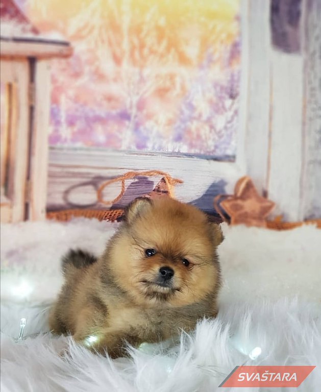 Mini Boo Pomeranac