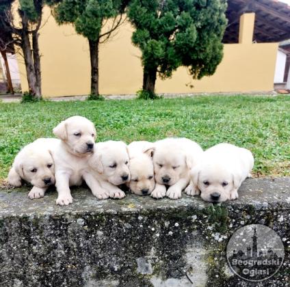 Labrador retriver stenci