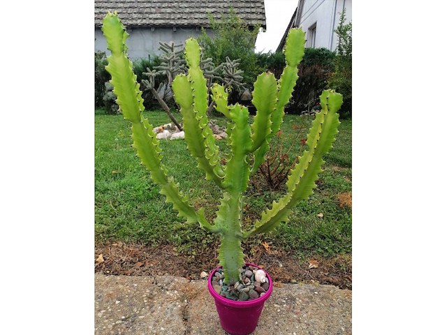 Euphorbia antiquorum