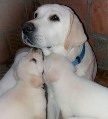 Labrador retriver stenci zute i crne boje