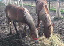 Prodajem ždrebe haflinger staro 8 meseci