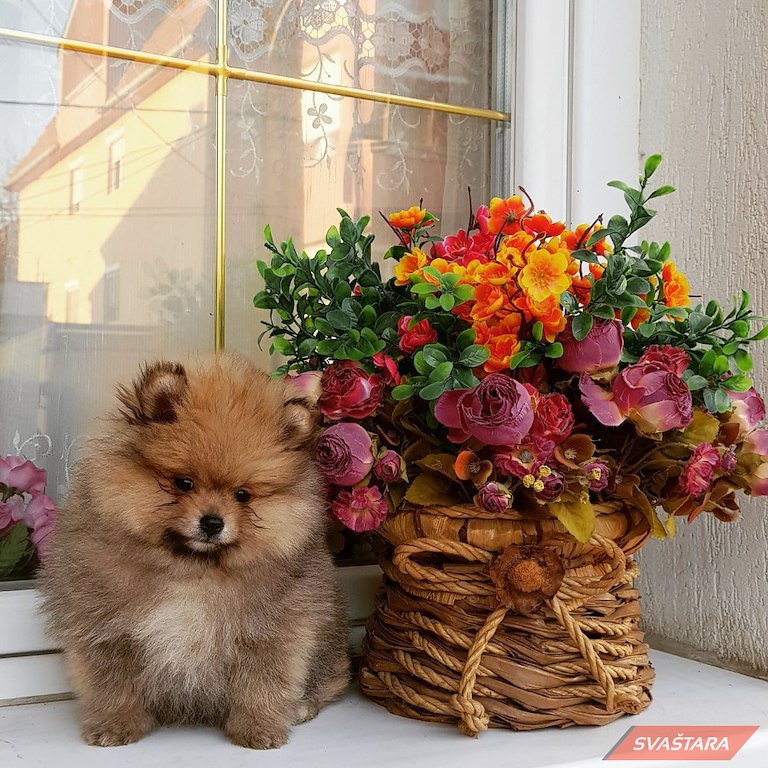 Pomeranac boo