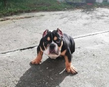 American bully atraktivna stenad