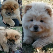 Stenci chow-chow- beli i crveni