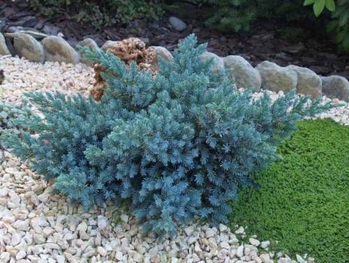 Juniperus plava zvezda