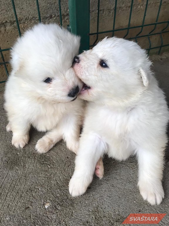 Samojed