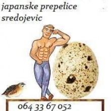 Jaja japanske prepelice