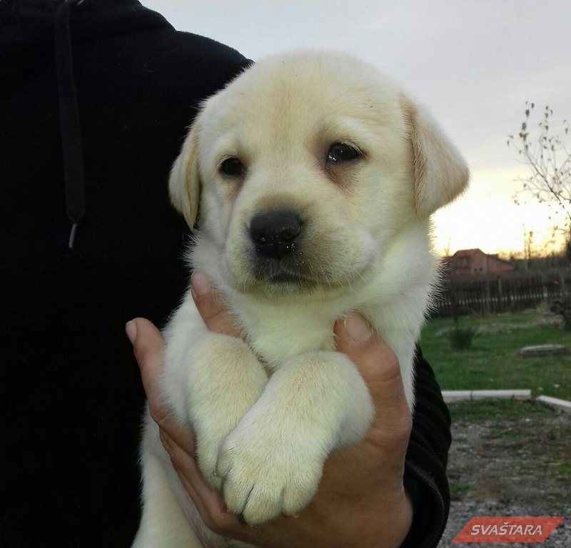 labrador stene