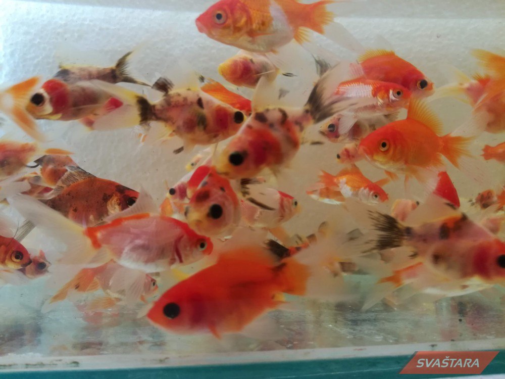 Zlatne ribice-Japanke
