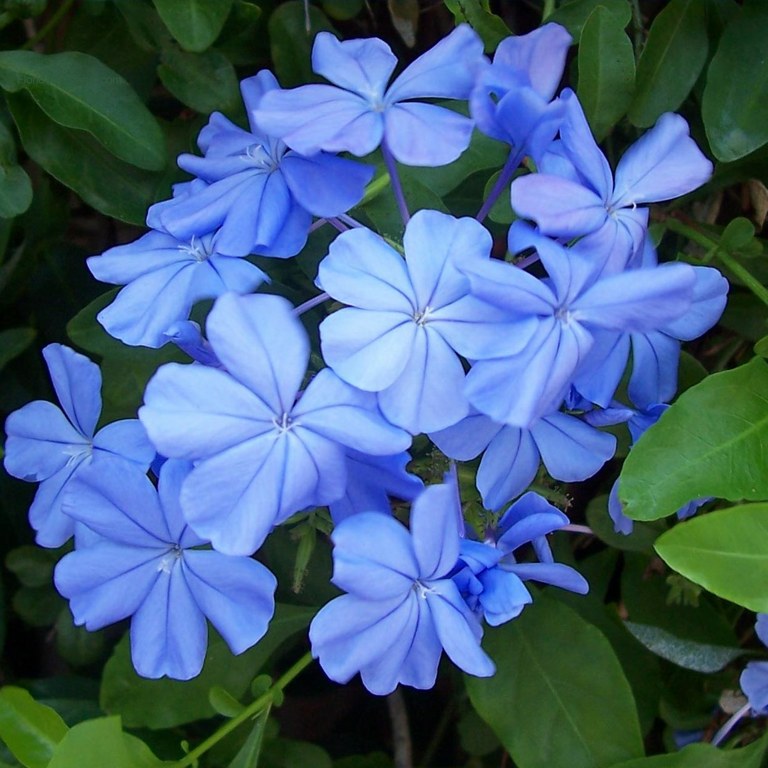 Plumbago plavi