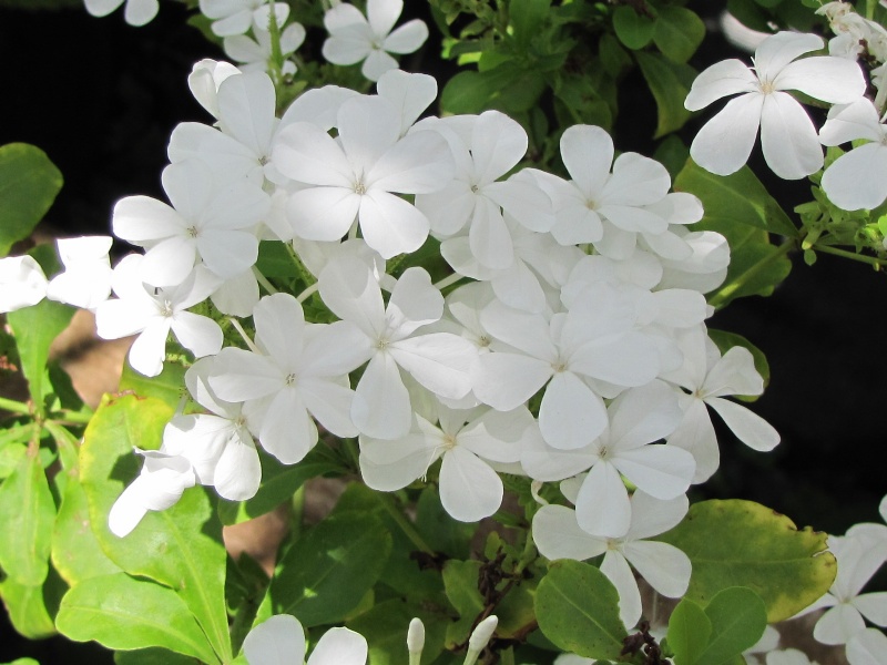 Plumbago beli