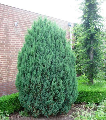 Juniperus strikta