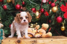 Cavalier king charles spaniel štenci