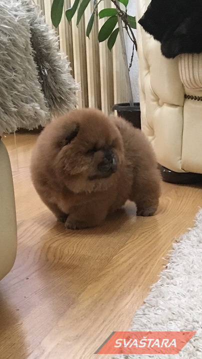 Chow chow zensko stene