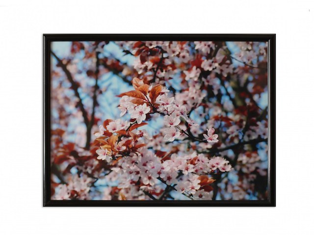Uramljena fotografija Tresnja u cvatu 30 x 40