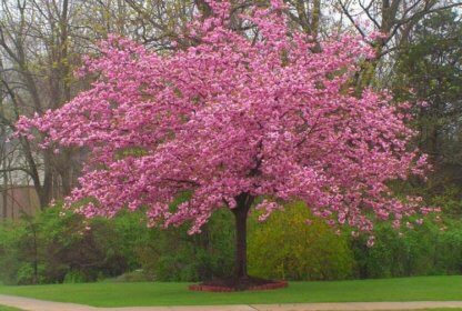 Japanska ukrasna trešnja (Prunus serrulata Kanzan)