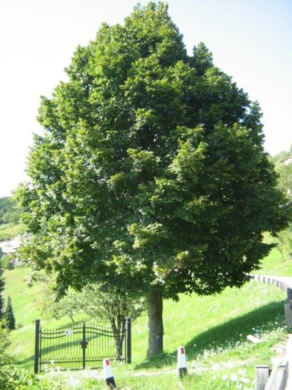 Krupnolisna lipa (Tilia platyphyllos)