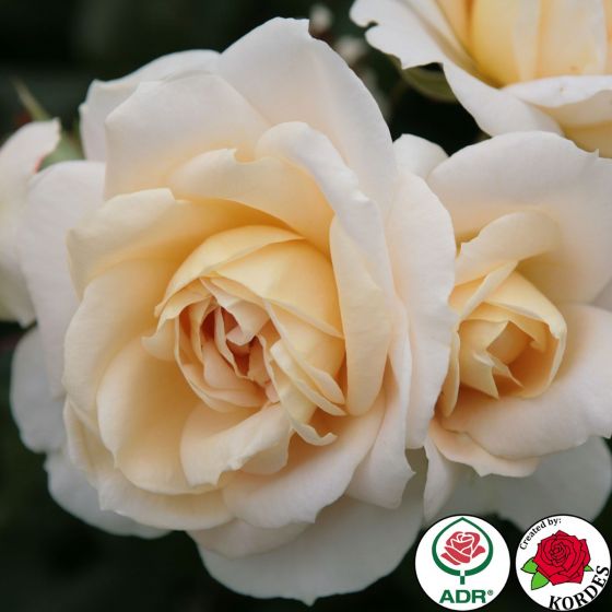 Lions Rose (Lions -Rose ®)