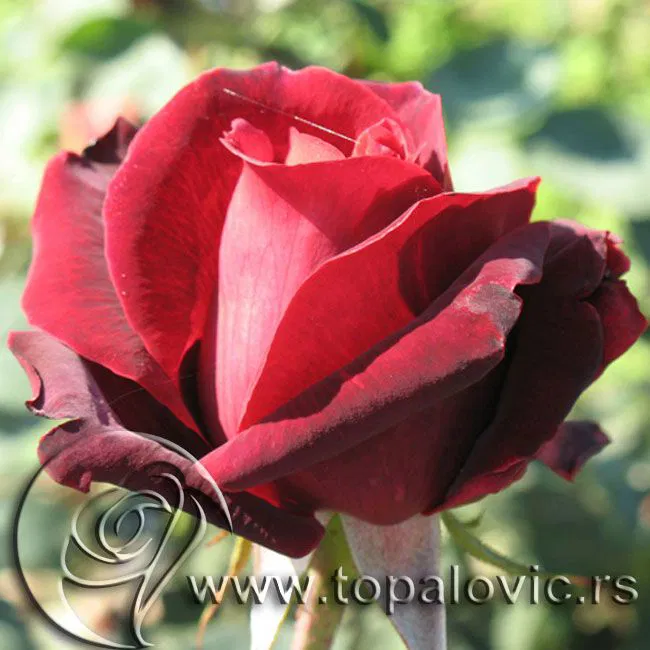 Norita (Norita-Rose Noire ®)