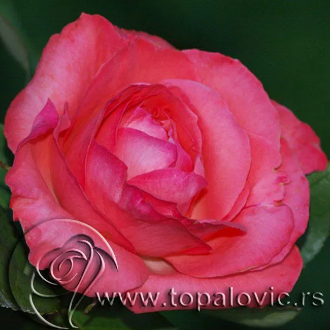 Panter Roze (Panthère Rose ®)