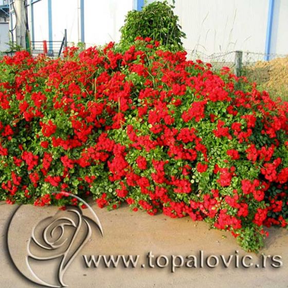 Skarlet Mejandekor (Scarlet Meillandecor ®)