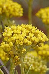 Smilje – Helichrysum arenarium