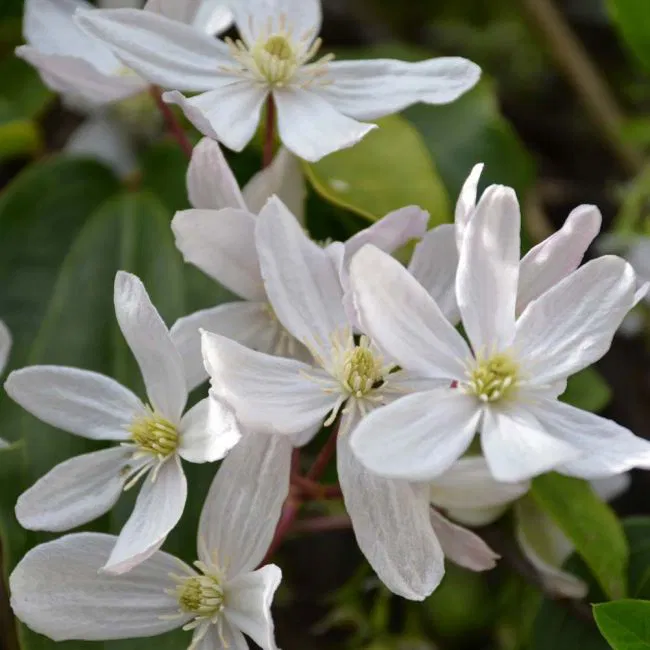 Clematis armandii • C2,5 L • 70 cm