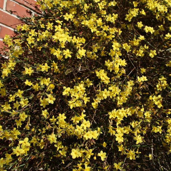 Jasminum nudiflorum • P17 • 40/60 cm