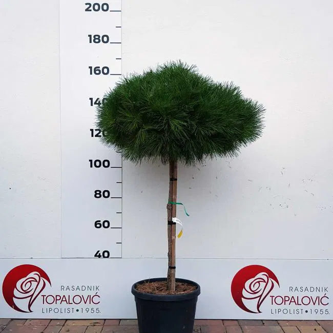 Pinus brevifolia • C9 L • Kalem 40 cm