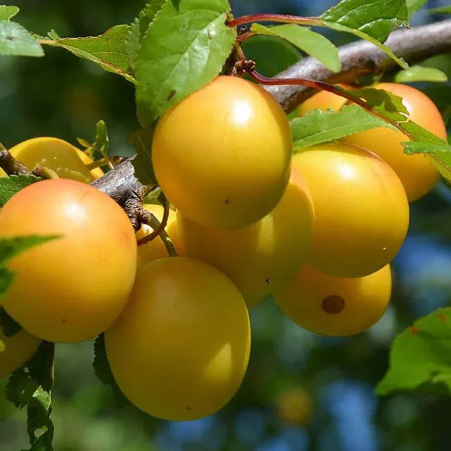 Džanarika 'Ruska Žuta'