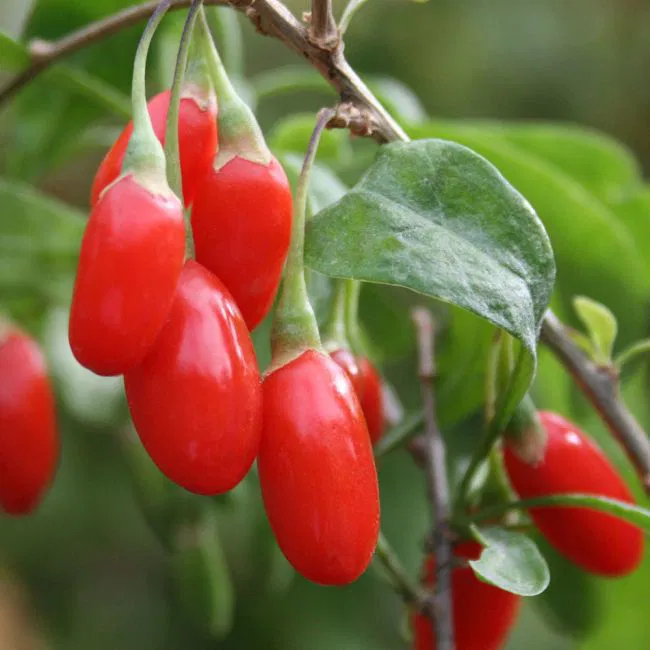 Godži (Lycium barbarum)