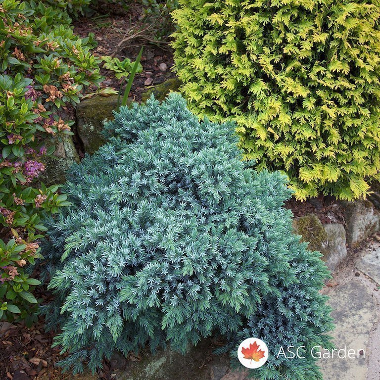 Juniperus ‘Blue Star’ 20 cm Mini plava kleka