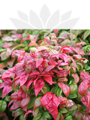 NANDINA
DOMESTICA
[Art. 05-75]