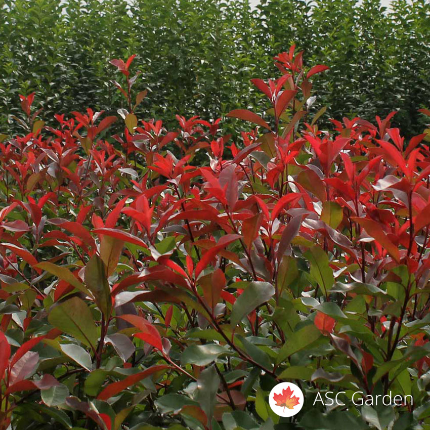 Photinia x fraseri ‘Red Robin’ – crvenolisna fotinija 20 cm