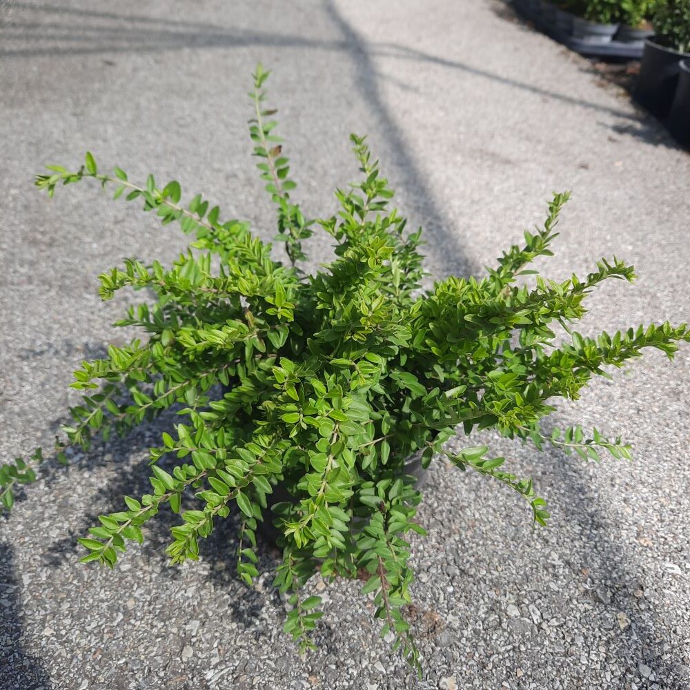 Lonicera nitida Maigrun 40 cm