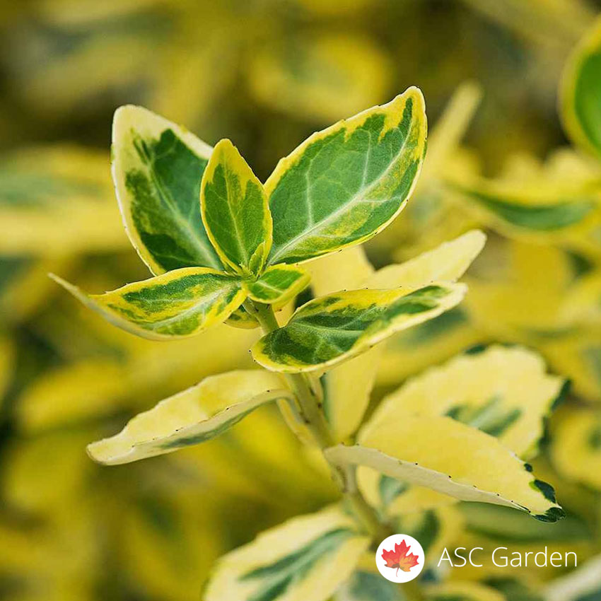 Zlatni evonimus Euonymus fortunei Emerald ‘n’ Gold 20 cm