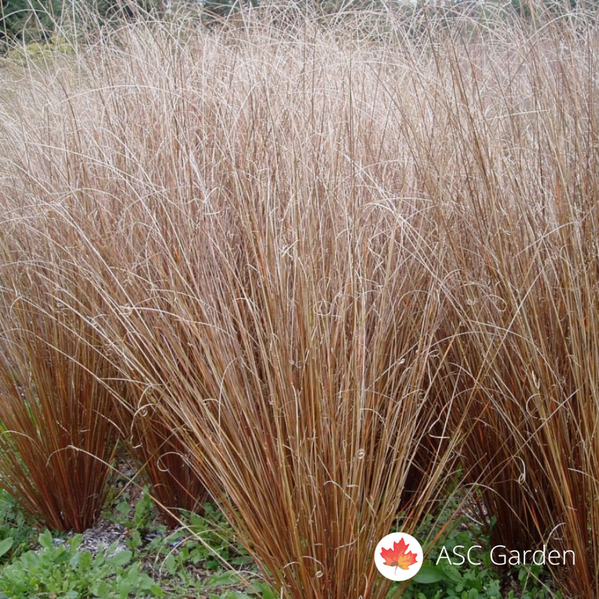 Carex comans ‘Bronze Form’ 30 cm