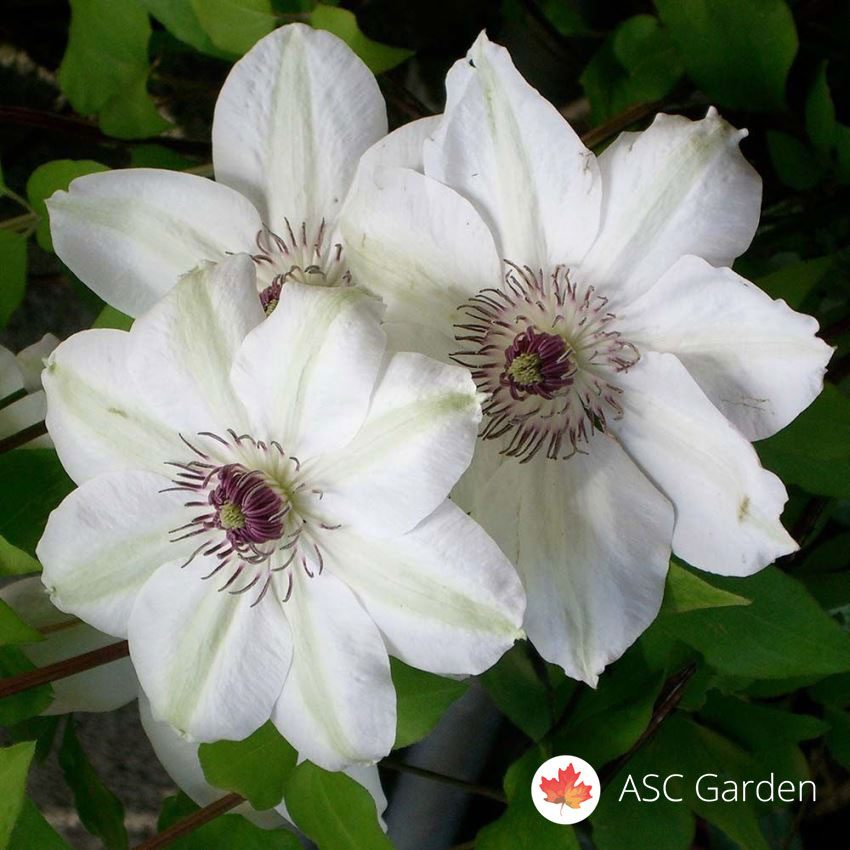 Beli Klematis – Clematis Miss Bateman