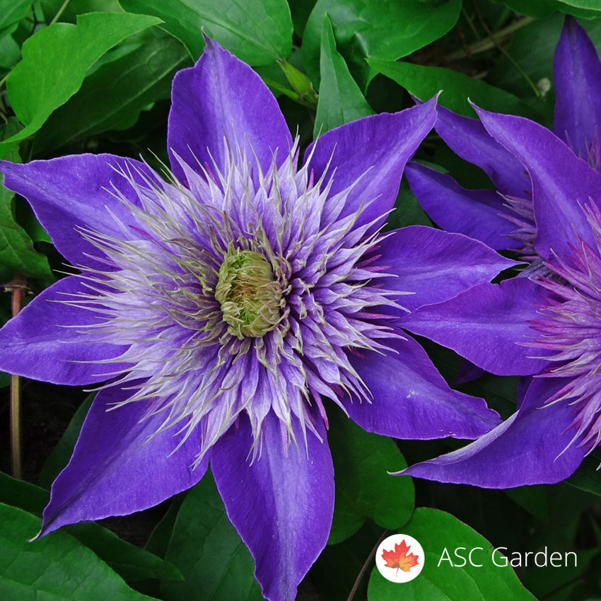 Clematis ‘Multi Blue’ 75 cm