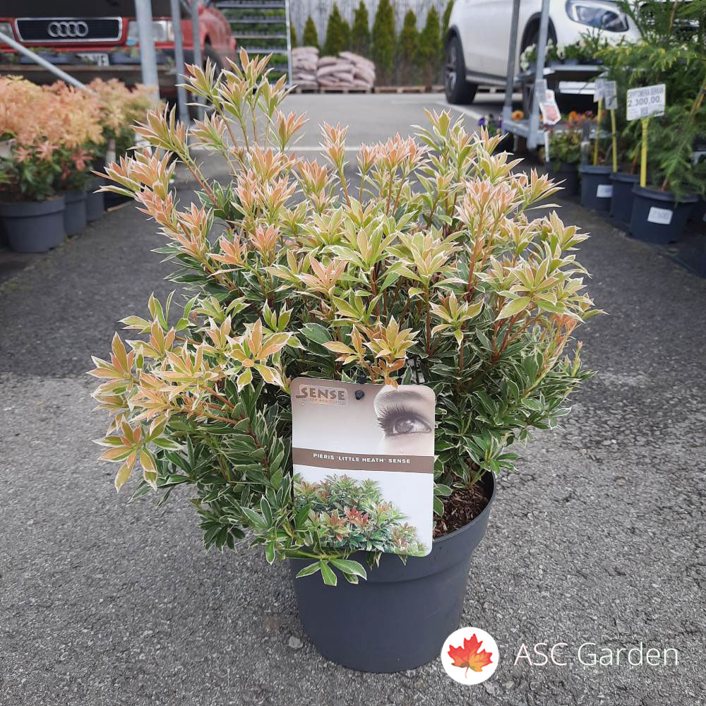 Pieris japonica Little Heath 40 cm