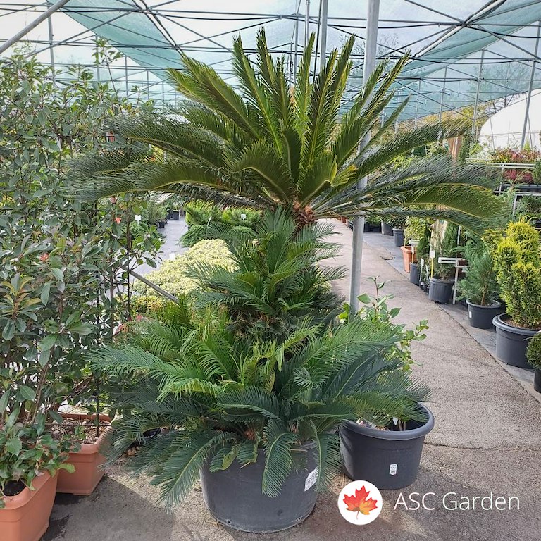 Cycas revoluta – Cikas palma – Sago palma 230 cm